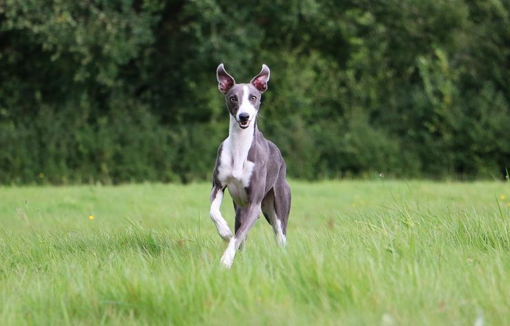 27 Dog Breeds That Are Grey - Types of Grey Dogs With Photos