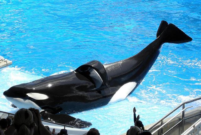 Why Do Orca Fins Bend in Captivity? - Collapsed Dorsal Fin in Killer Whales