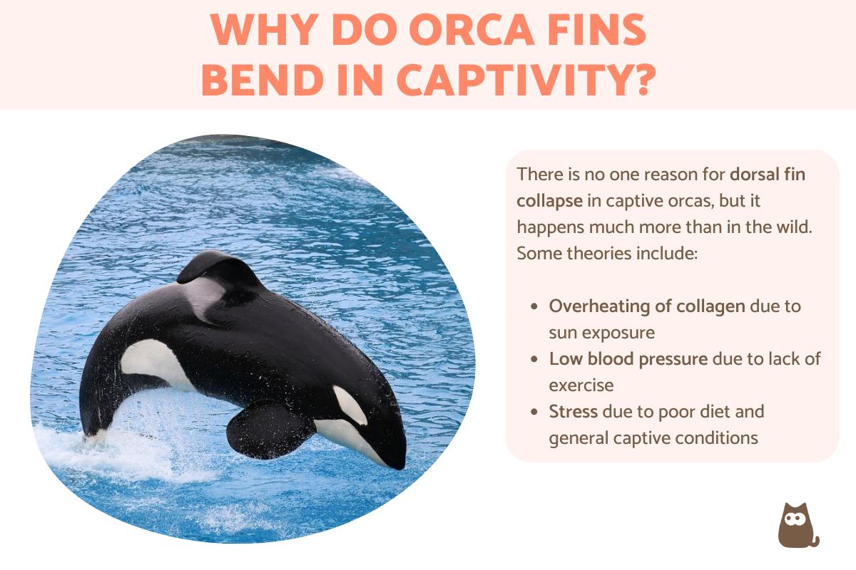 Why Do Orca Fins Bend in Captivity? - Collapsed Dorsal Fin in Killer Whales