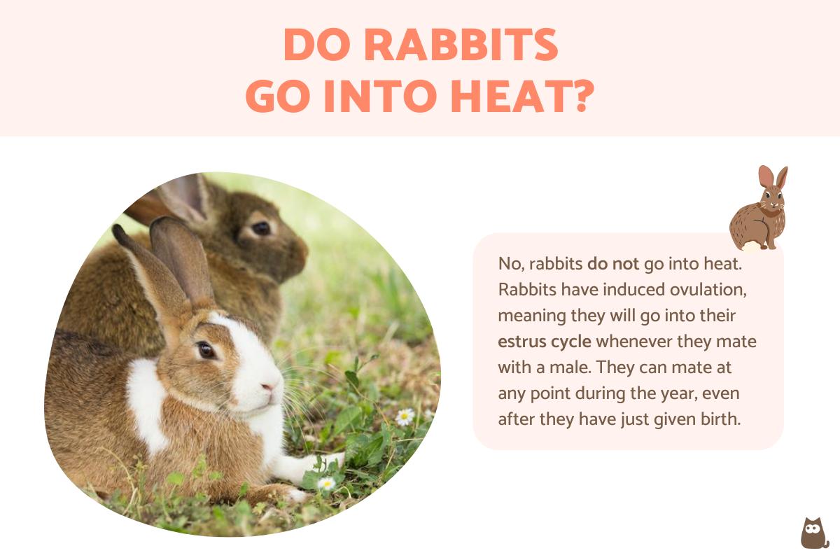 Do Rabbits Go Into Heat? - Rabbit Estrus Cycle