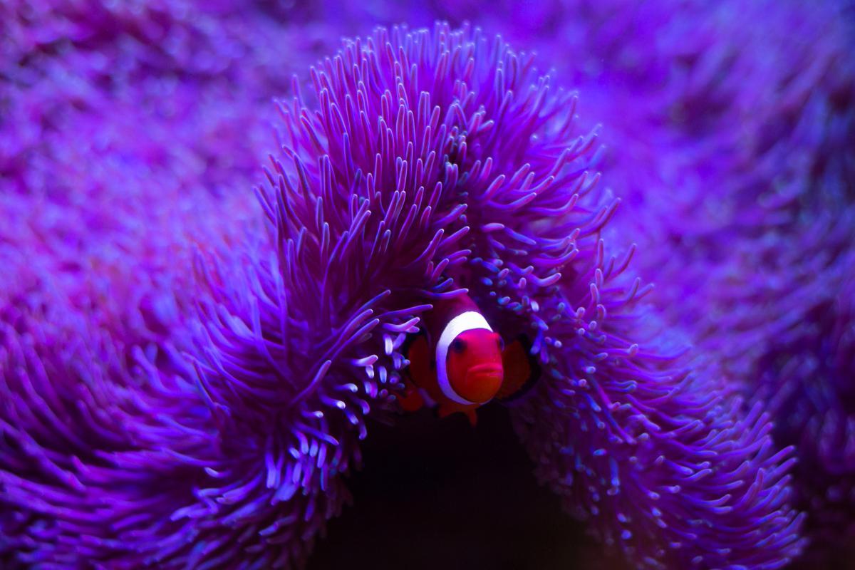 Sea Anemones Explained - Types, Features & Interesting Facts