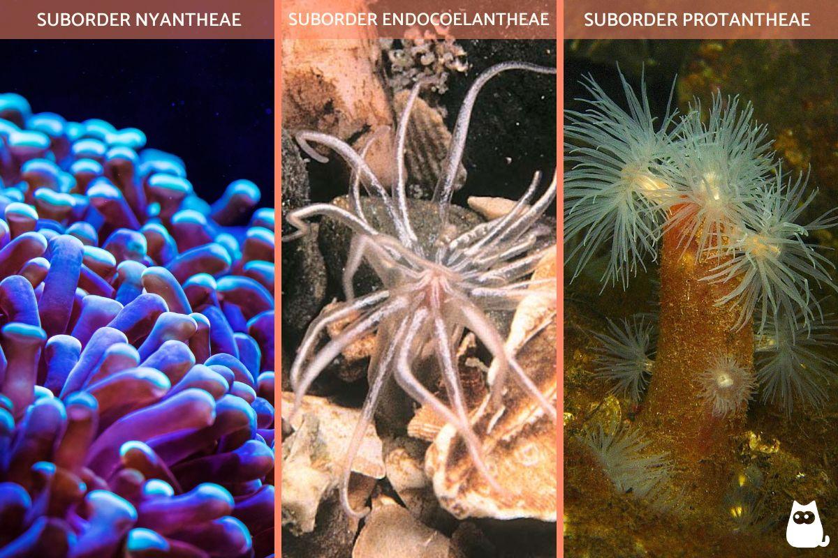 Sea Anemones Explained - Types, Features & Interesting Facts