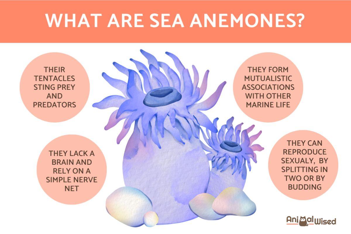 Sea Anemones Explained - Types, Features & Interesting Facts