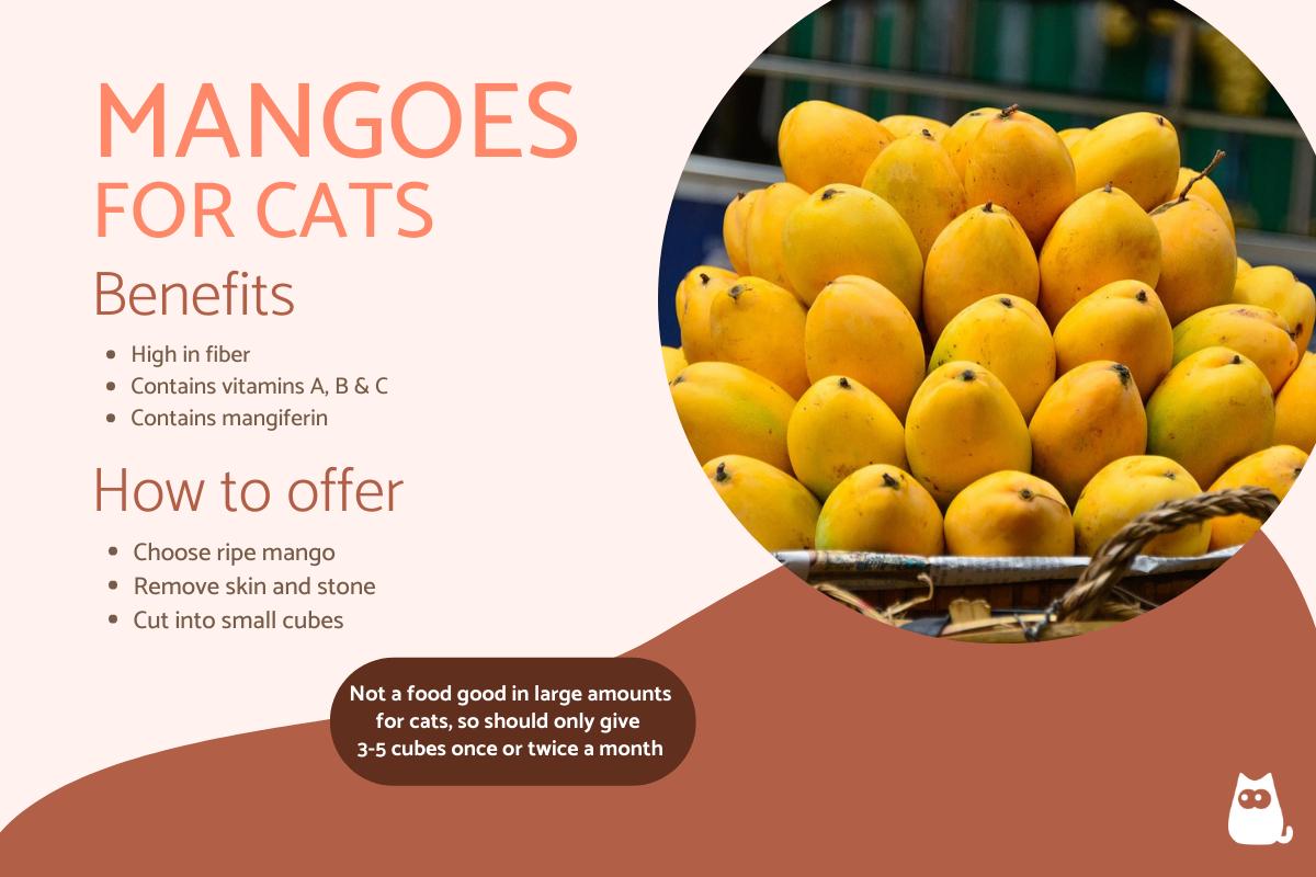 Can Cats Eat Mango? - Benefits, Dosage and Side Effects
