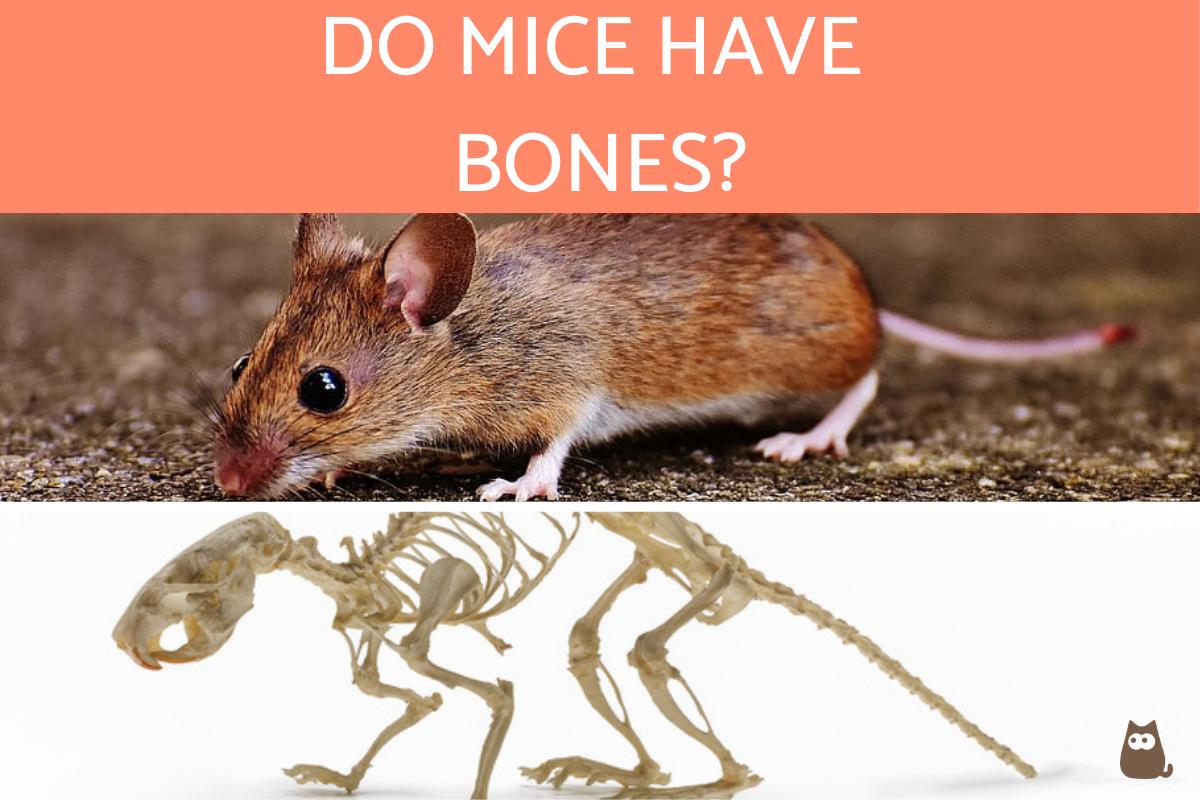 Do Mice Have Bones?