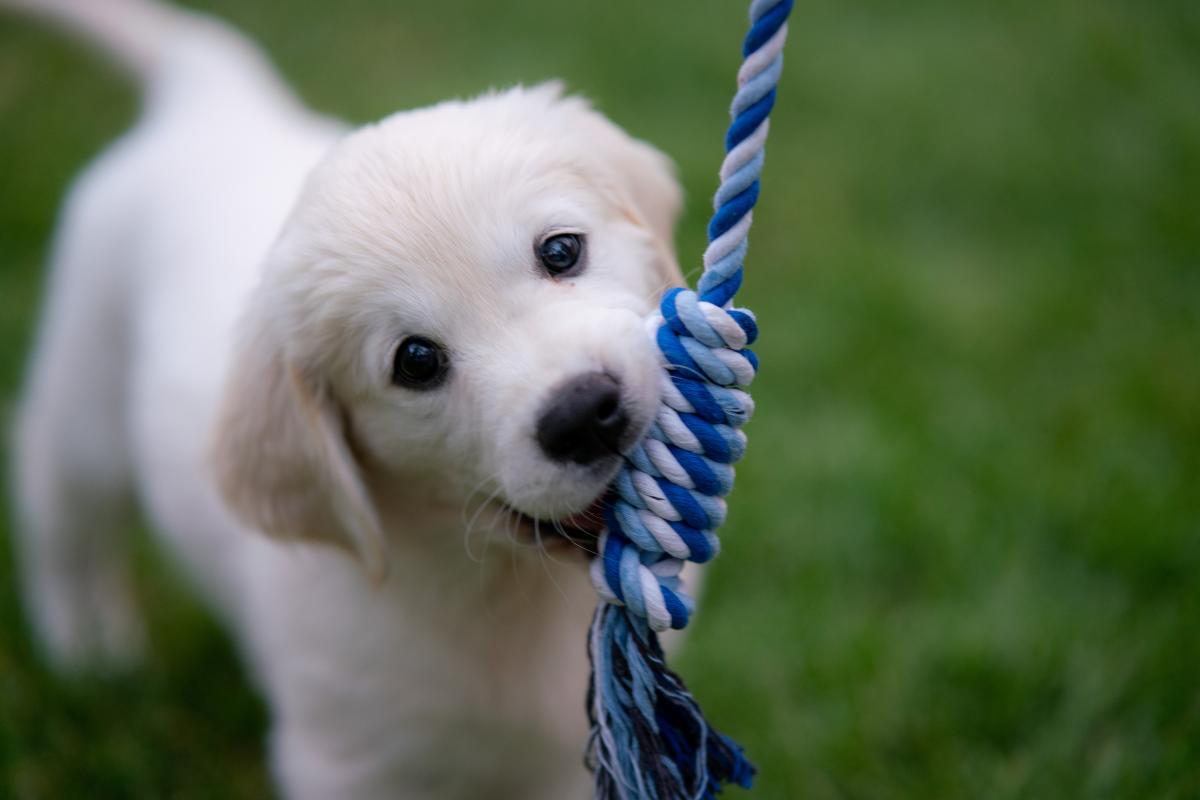 How Much Exercise Does Your Puppy Need Each Day by Age? - Exercise Tips