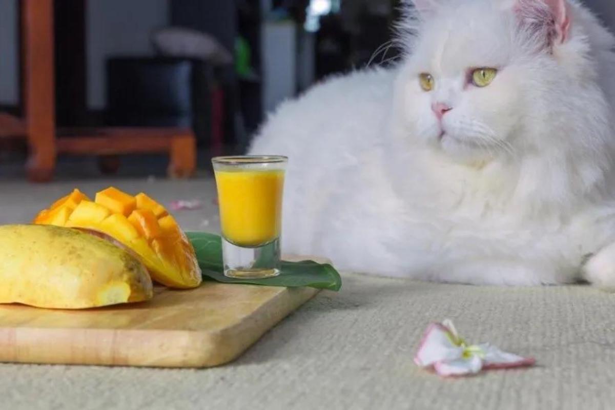 Can Cats Eat Mango? - Benefits, Dosage and Side Effects