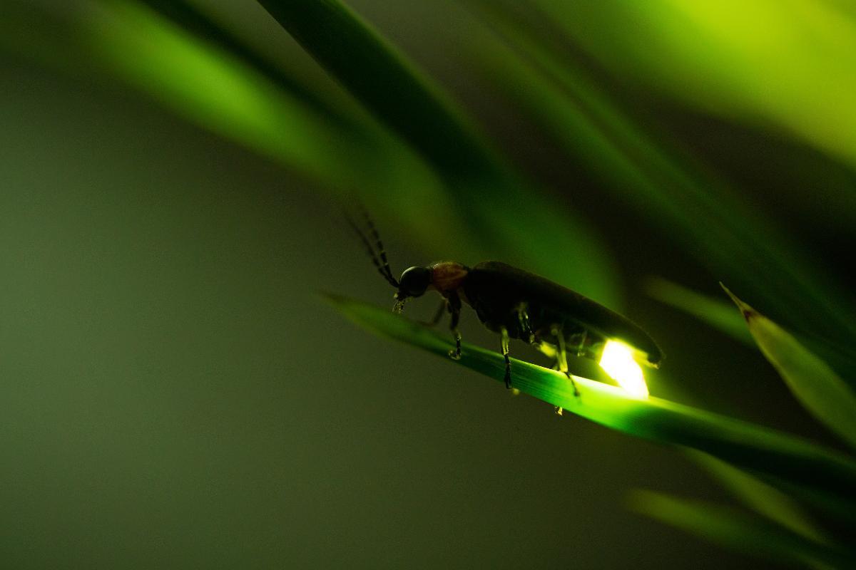 Why Do Fireflies Light Up? - How Fireflies Glow