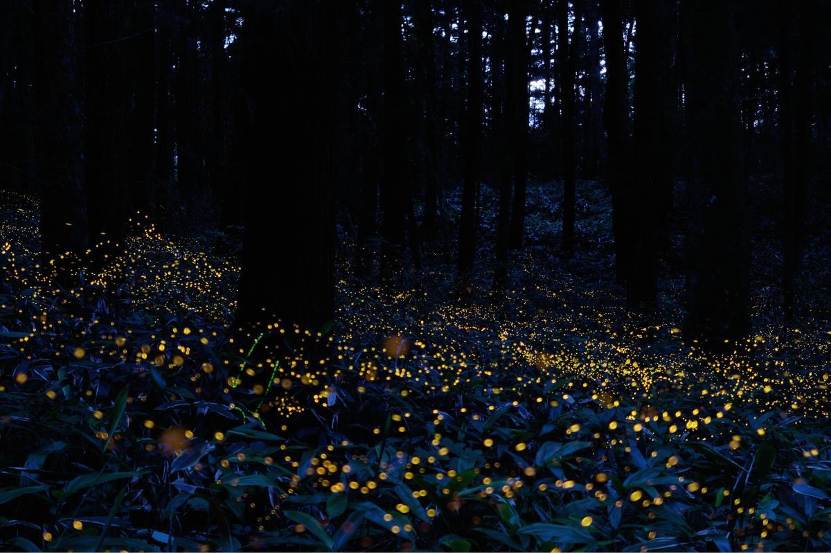 Why Do Fireflies Light Up? - How Fireflies Glow