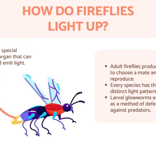 how does a firefly make light