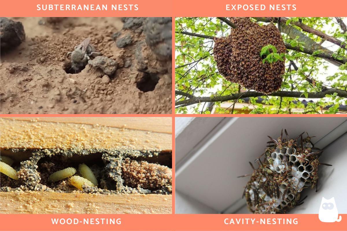 Bee Nest - A Look Into Different Types and Features