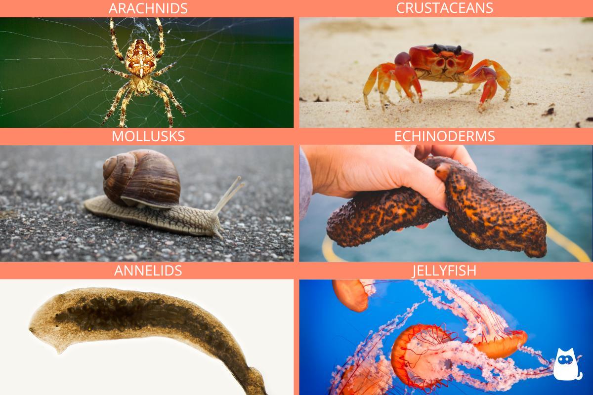 Animals Without Hearts - Photos and Examples