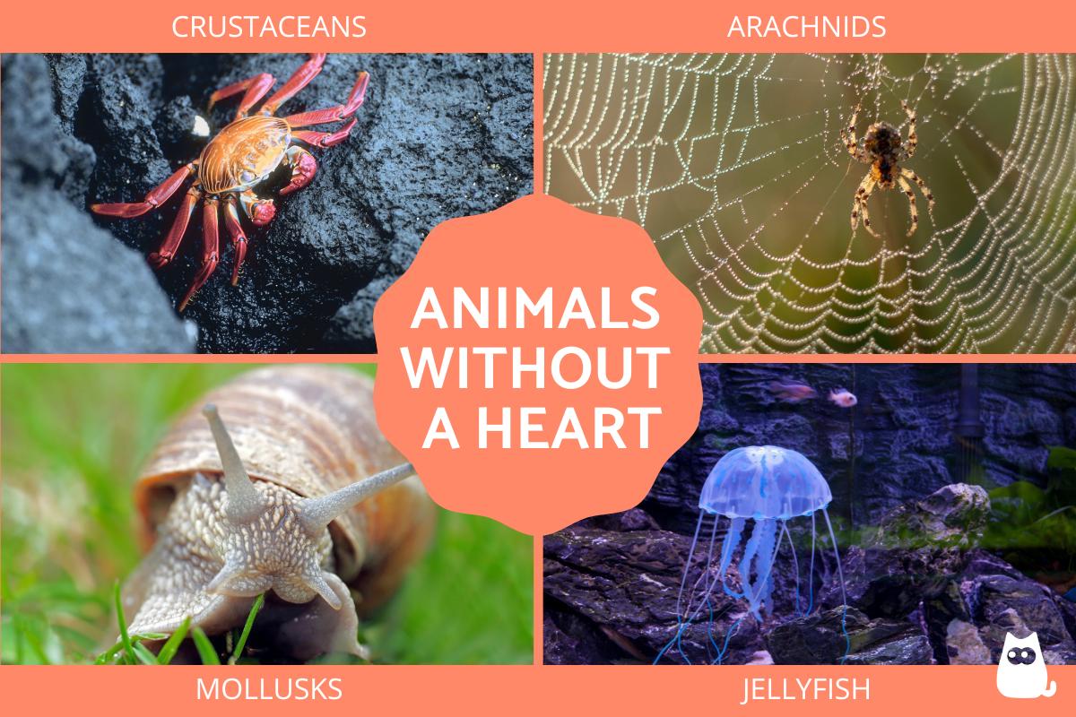 Animals Without Hearts - Photos and Examples