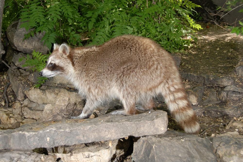 Raccoon-like Animals - Raccoon Family - A Full List +Photos