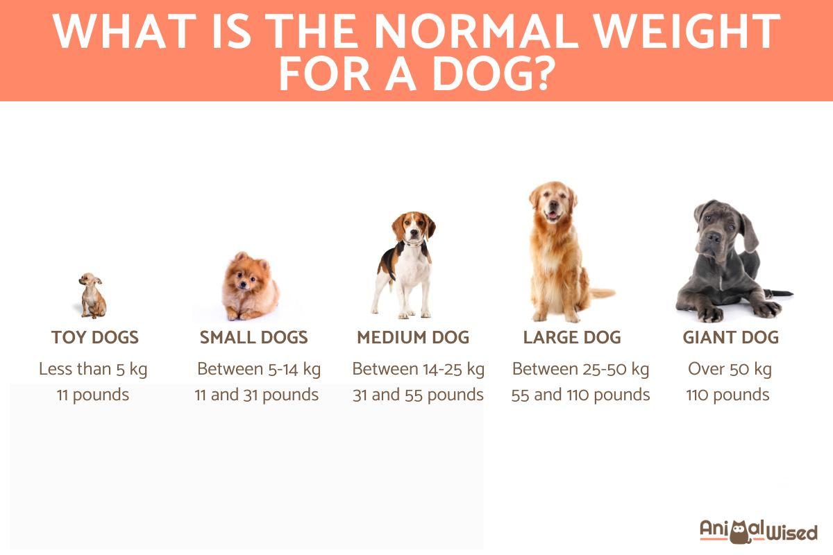 What Is the Normal Weight for a Dog? - Dog Weight Chart