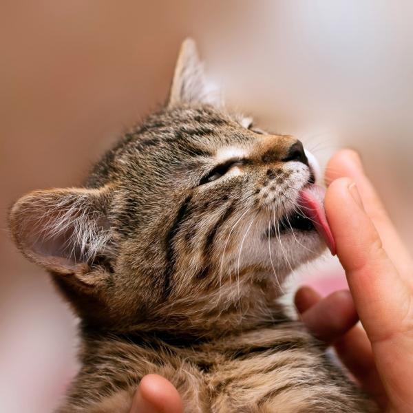 10 Signs that Your Cat Loves You