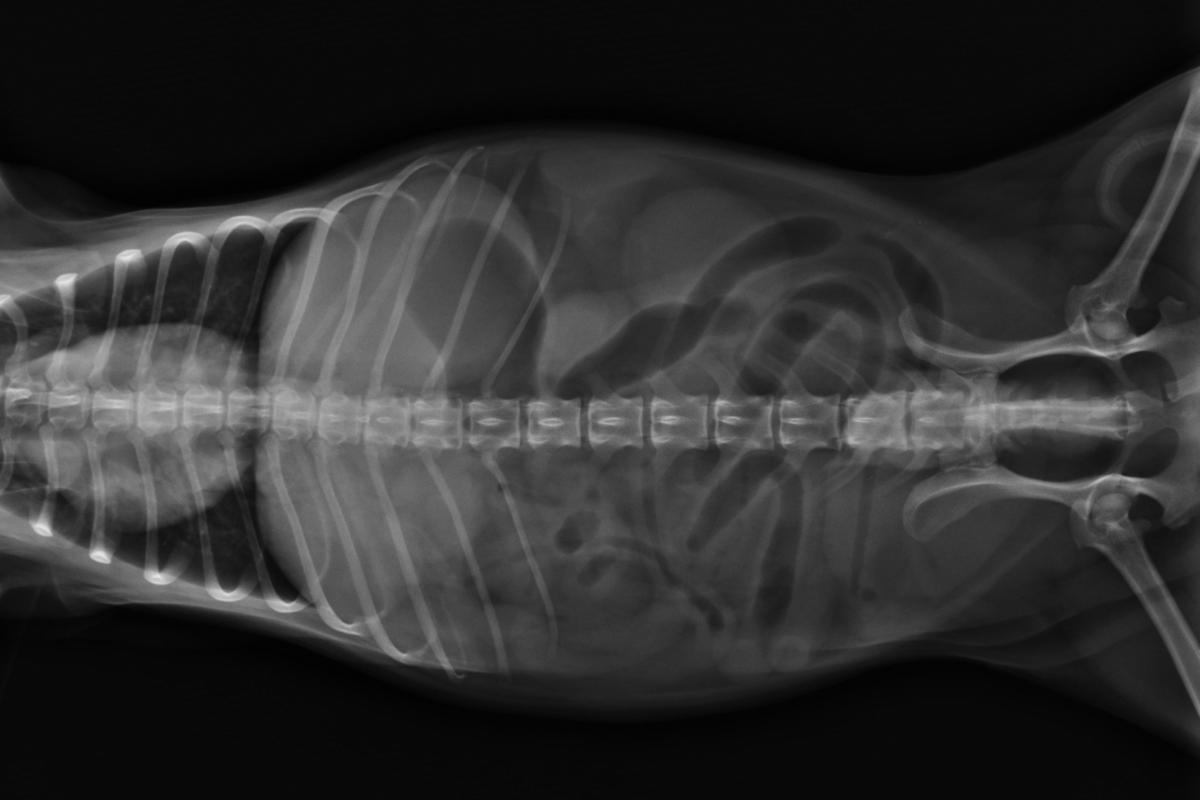 Inflammation of the Intestines in Dogs - Causes and Treatment