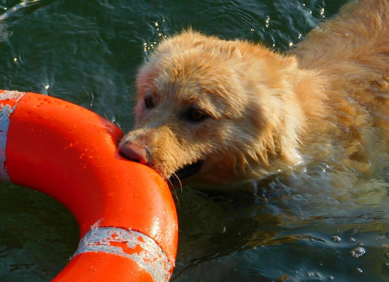 Water Rescue dogs: Four-legged Heroes