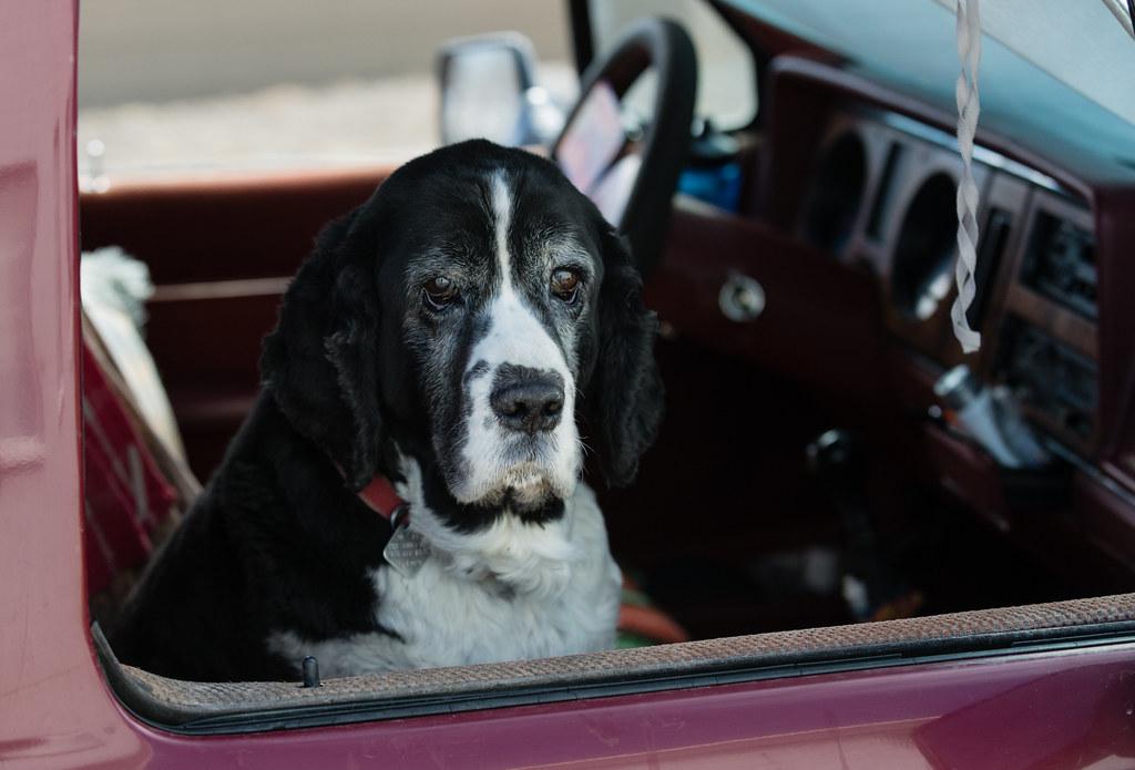 Hemangiosarcoma in Dogs - Symptoms, Treatment and Life Expectancy