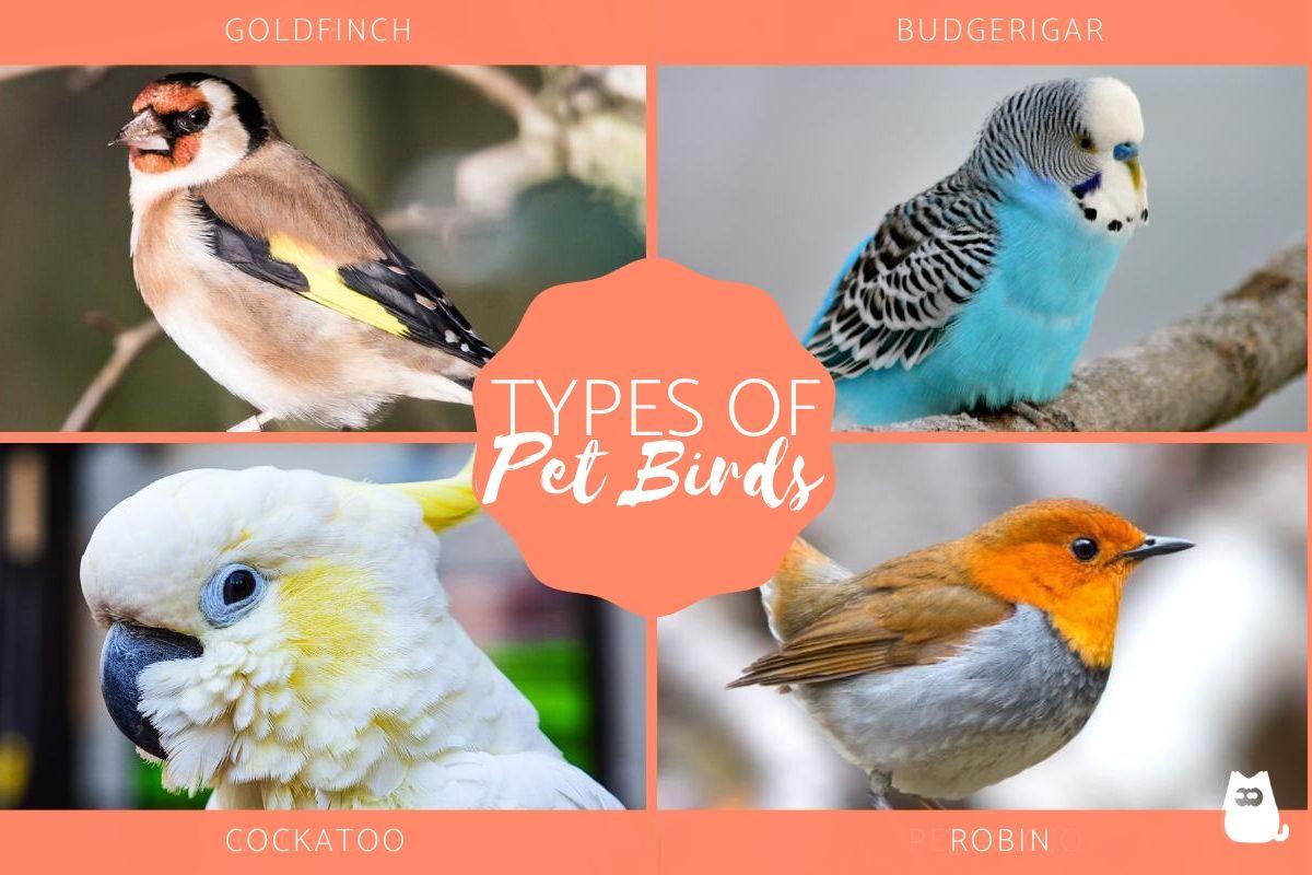10 Different Types of Pet Birds - with Pictures