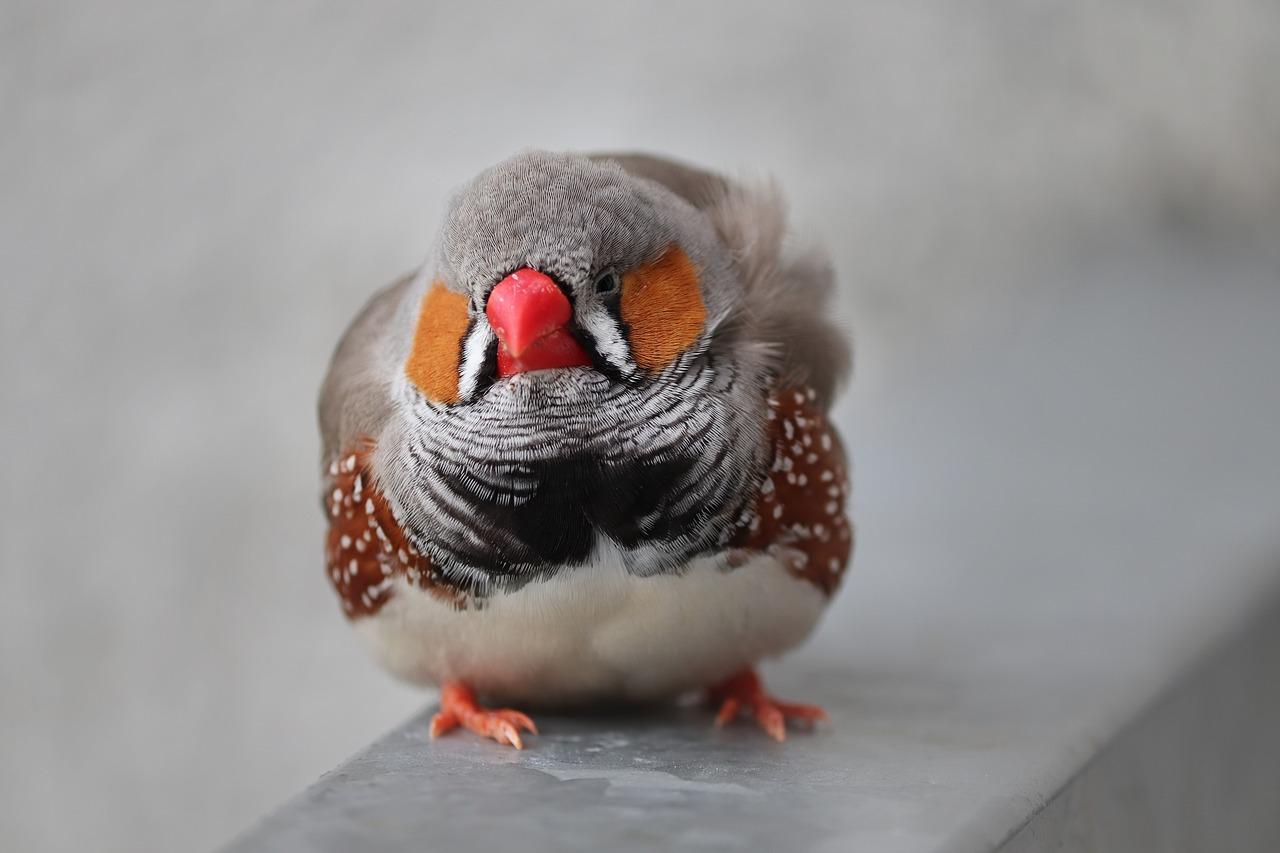 10 Different Types of Pet Birds - with Pictures