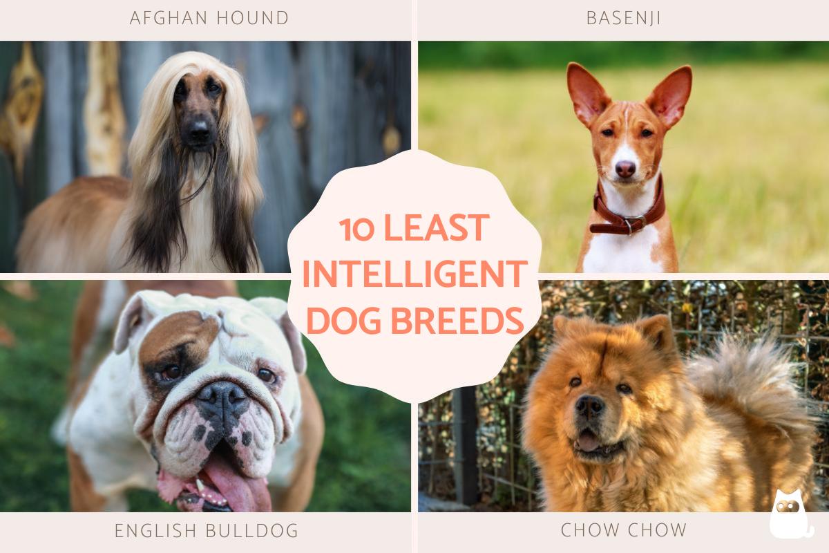 10 Least Intelligent Dog Breeds - With Photos