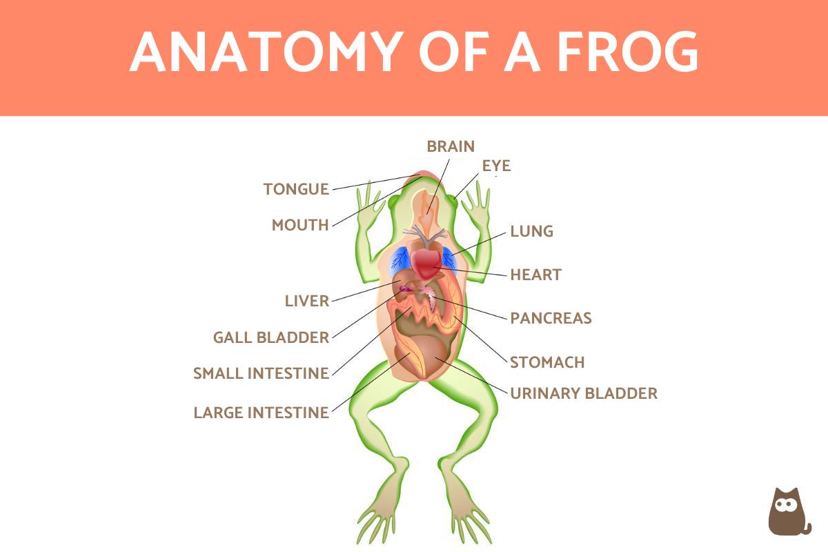 Anatomy of a Frog - Internal and External With Diagrams