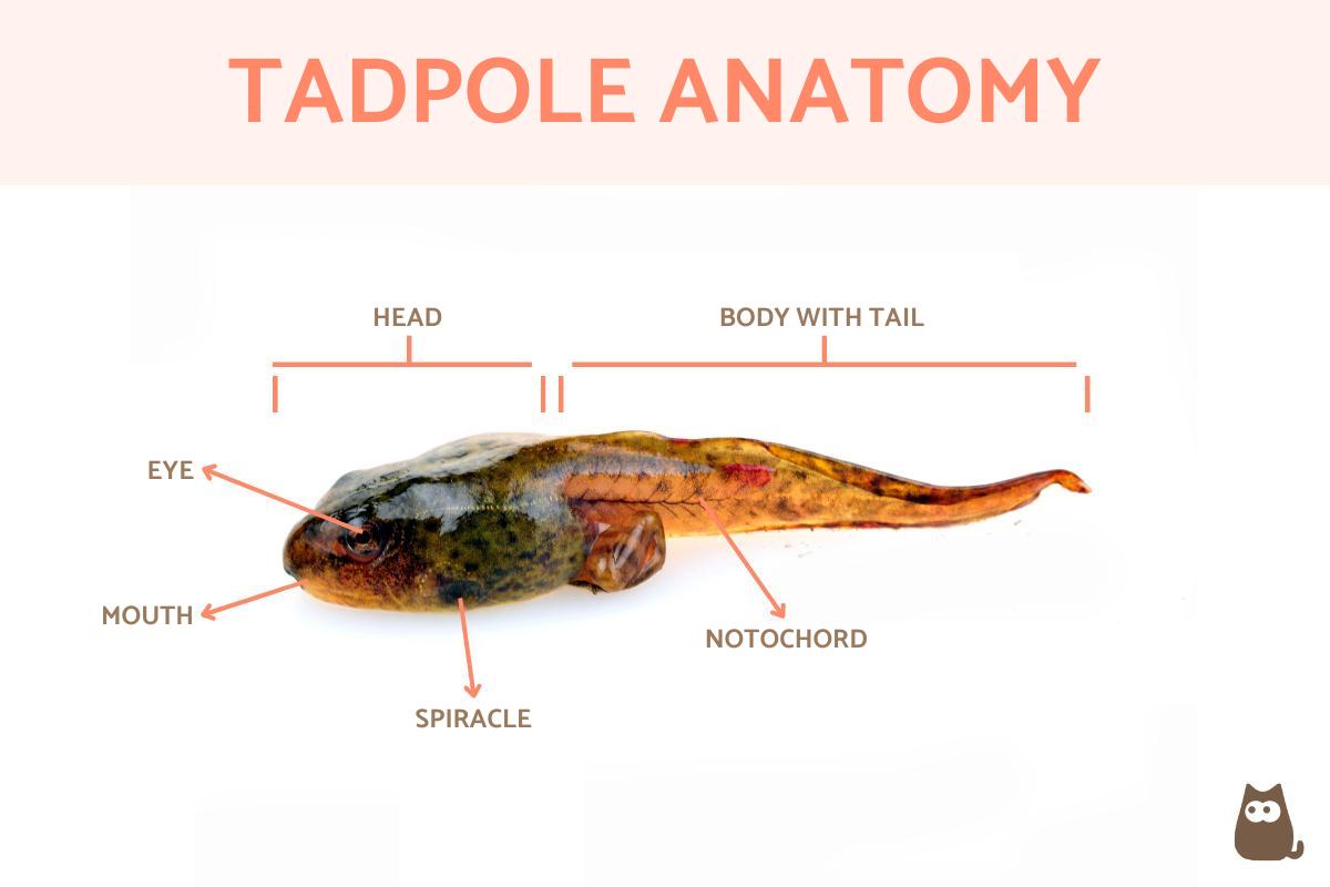 Anatomy of a Frog - Internal and External With Diagrams