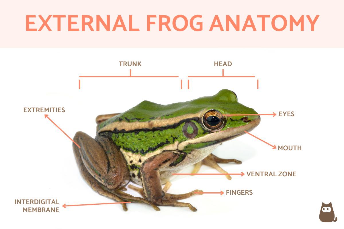Anatomy of a Frog - Internal and External With Diagrams
