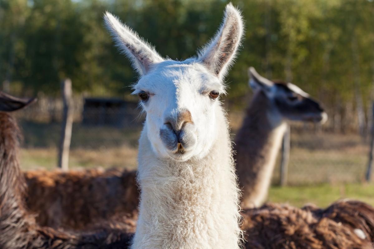 Why Do Llamas Spit? - Exploring the Why and How of this Unique Behavior