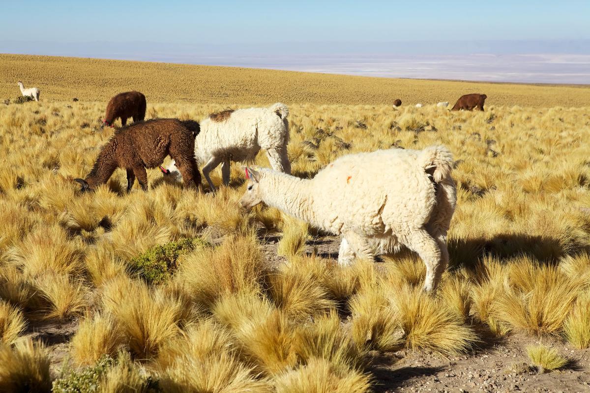 Why Do Llamas Spit? - Exploring the Why and How of this Unique Behavior