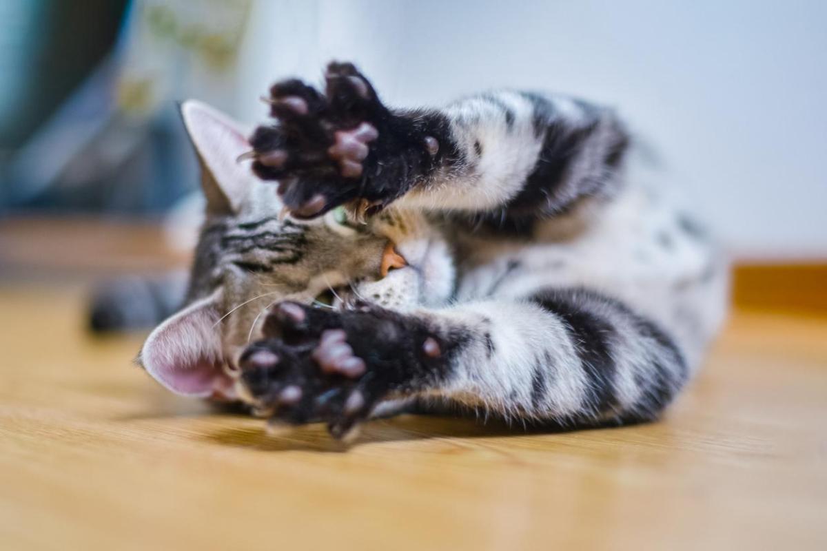 Plasma Cell Pododermatitis in Cats - Pillow Paw Causes, Symptoms and ...