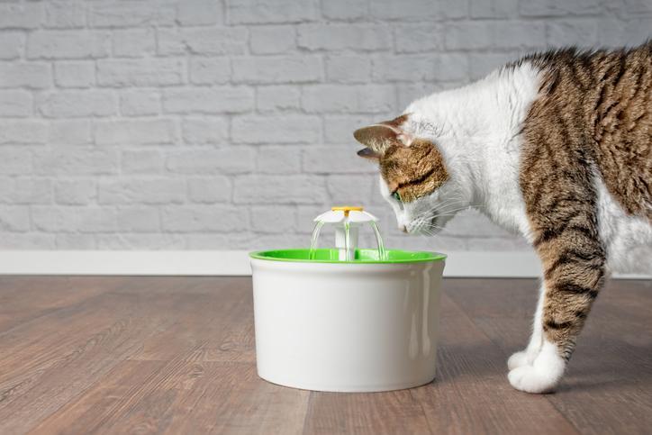 How to Get a Cat to Drink Water - 10 EFFECTIVE TIPS!
