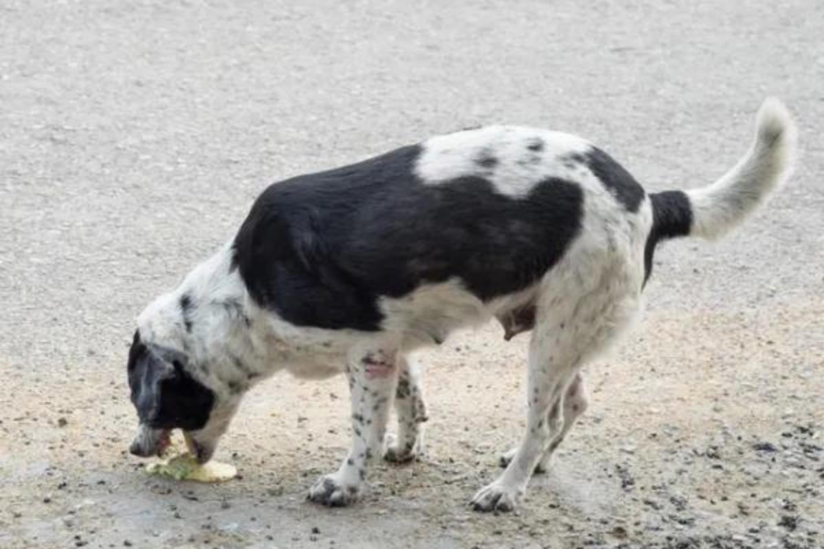 Polyphagia in Dogs - Symptoms, Causes, Diagnosis and Treatment