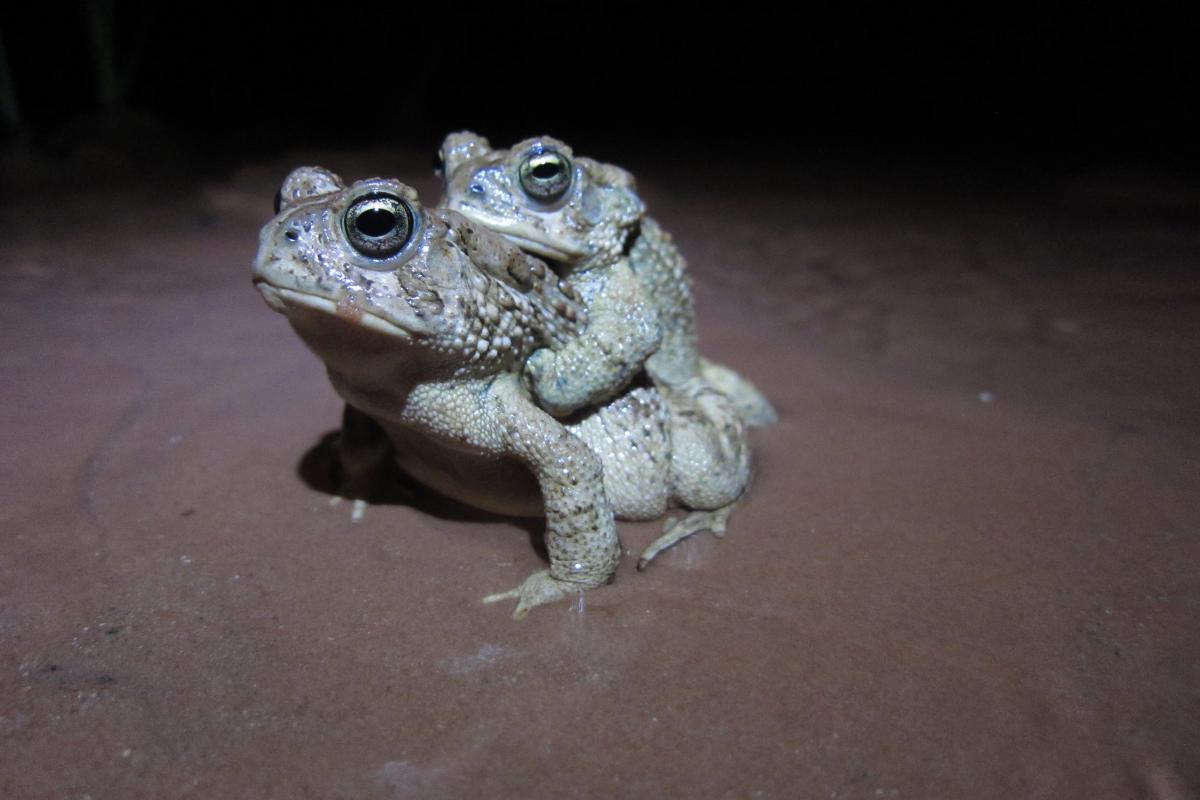 How Do Frogs Reproduce? - Frog Reproduction, Egg Laying and Development