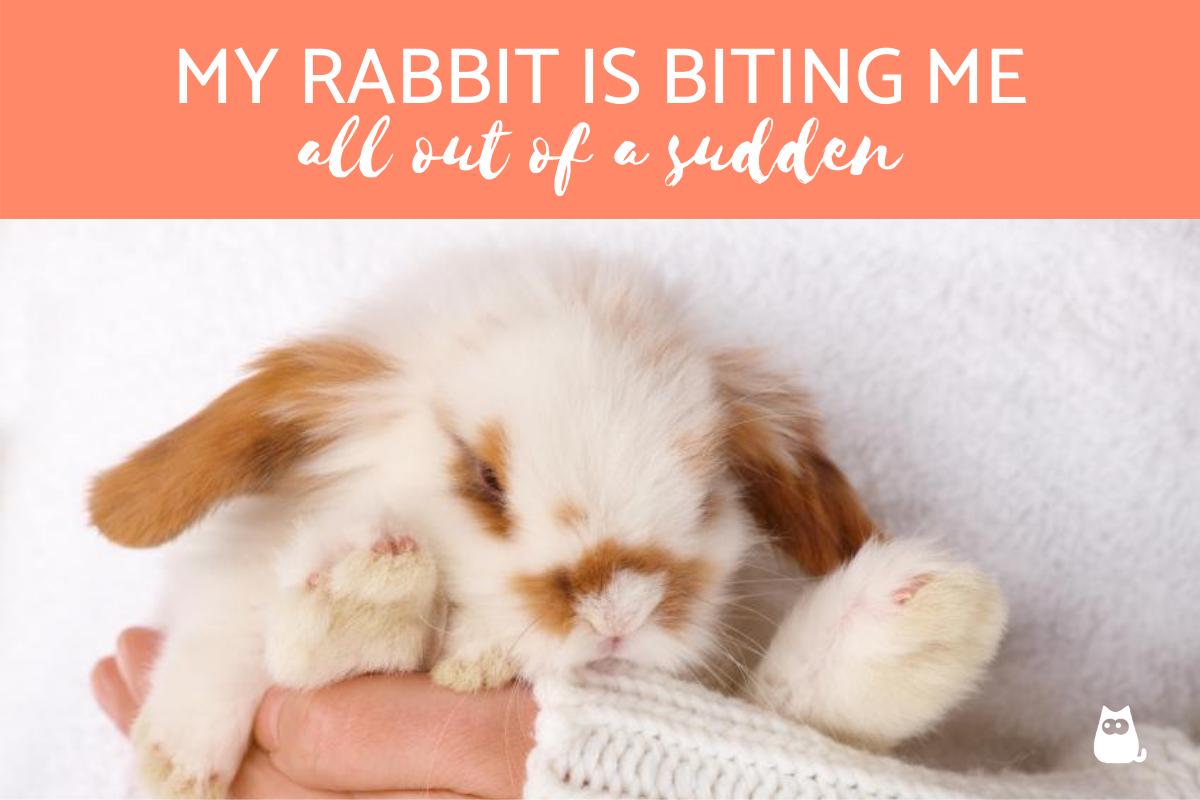 My Rabbit Is Biting Me All of a Sudden - Causes and Solutions