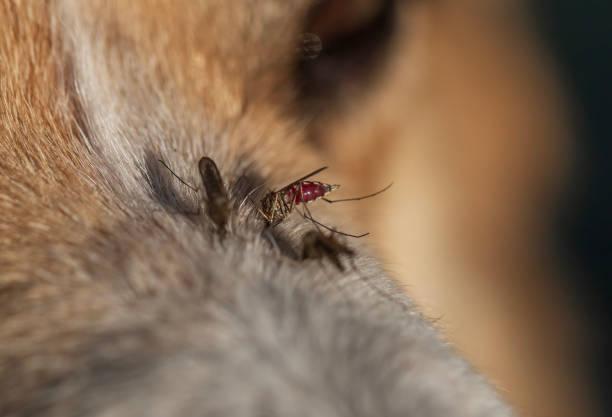 Understanding Dog Bites - Types, Signs, and Treatment