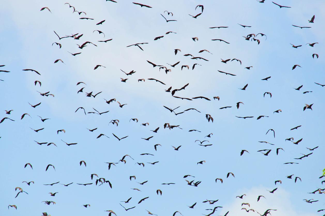 What to Do if You're Bitten by a Bat