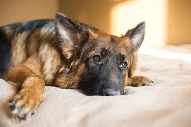 Dog Depression - Understanding Symptoms, Causes, and Treatment