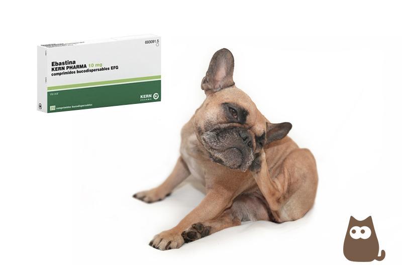 Ebastine for Dogs - Uses, Dosage and Side Effects