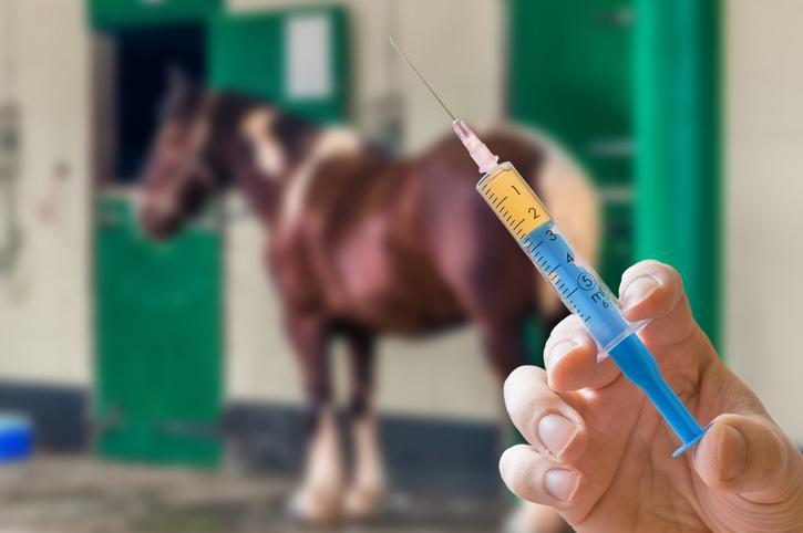 Equine Encephalitis - Symptoms, Causes, and Effective Treatment Options