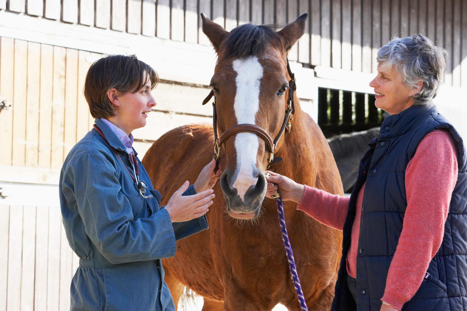 Equine Encephalitis - Symptoms, Causes, and Effective Treatment Options