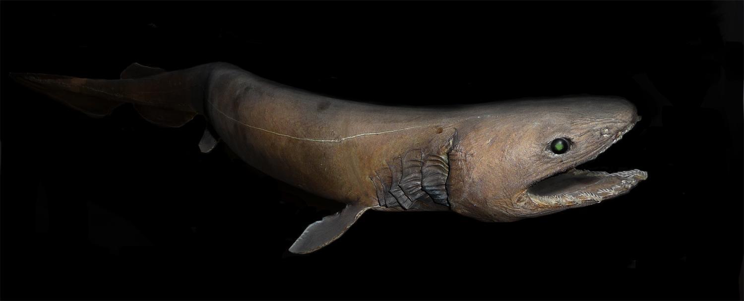 Top 10 Weirdest Deep Sea Fish - With Photos and Videos!