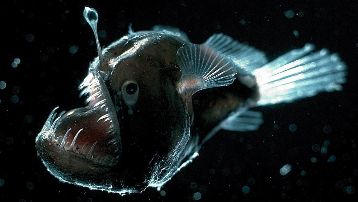 Top 10 Weirdest Deep Sea Fish - With Photos and Videos!
