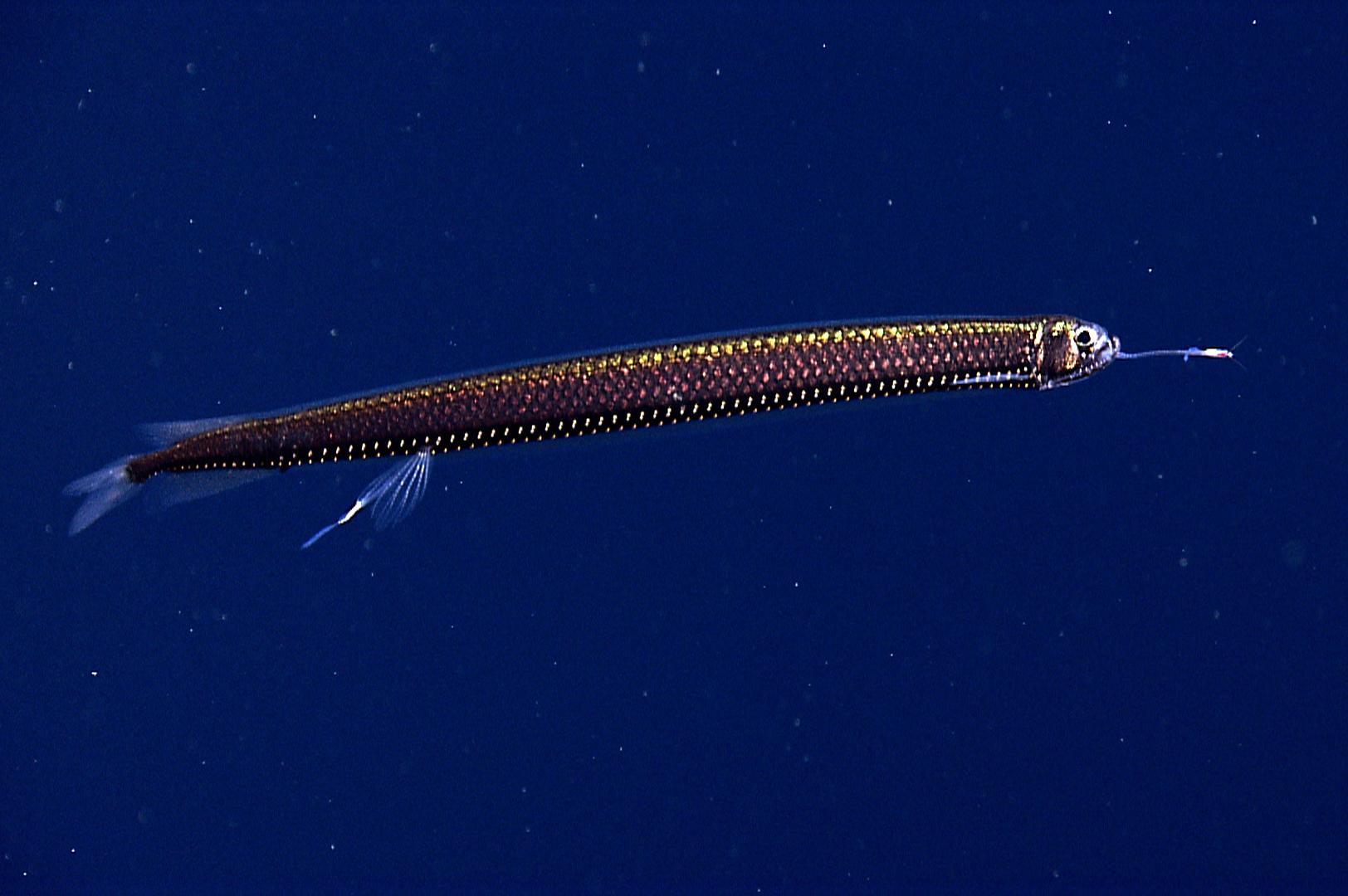 Top 10 Weirdest Deep Sea Fish - With Photos and Videos!