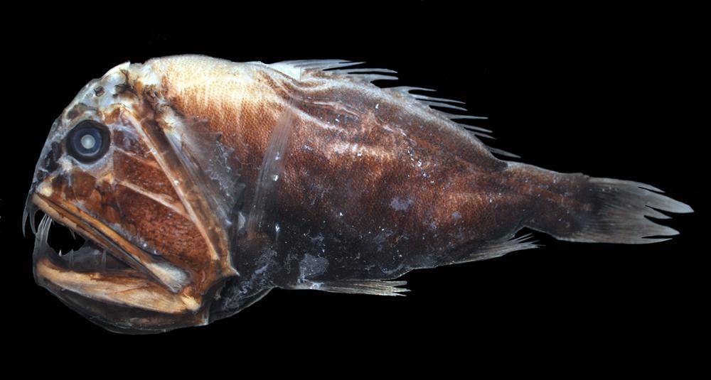 Top 10 Weirdest Deep Sea Fish - With Photos and Videos!