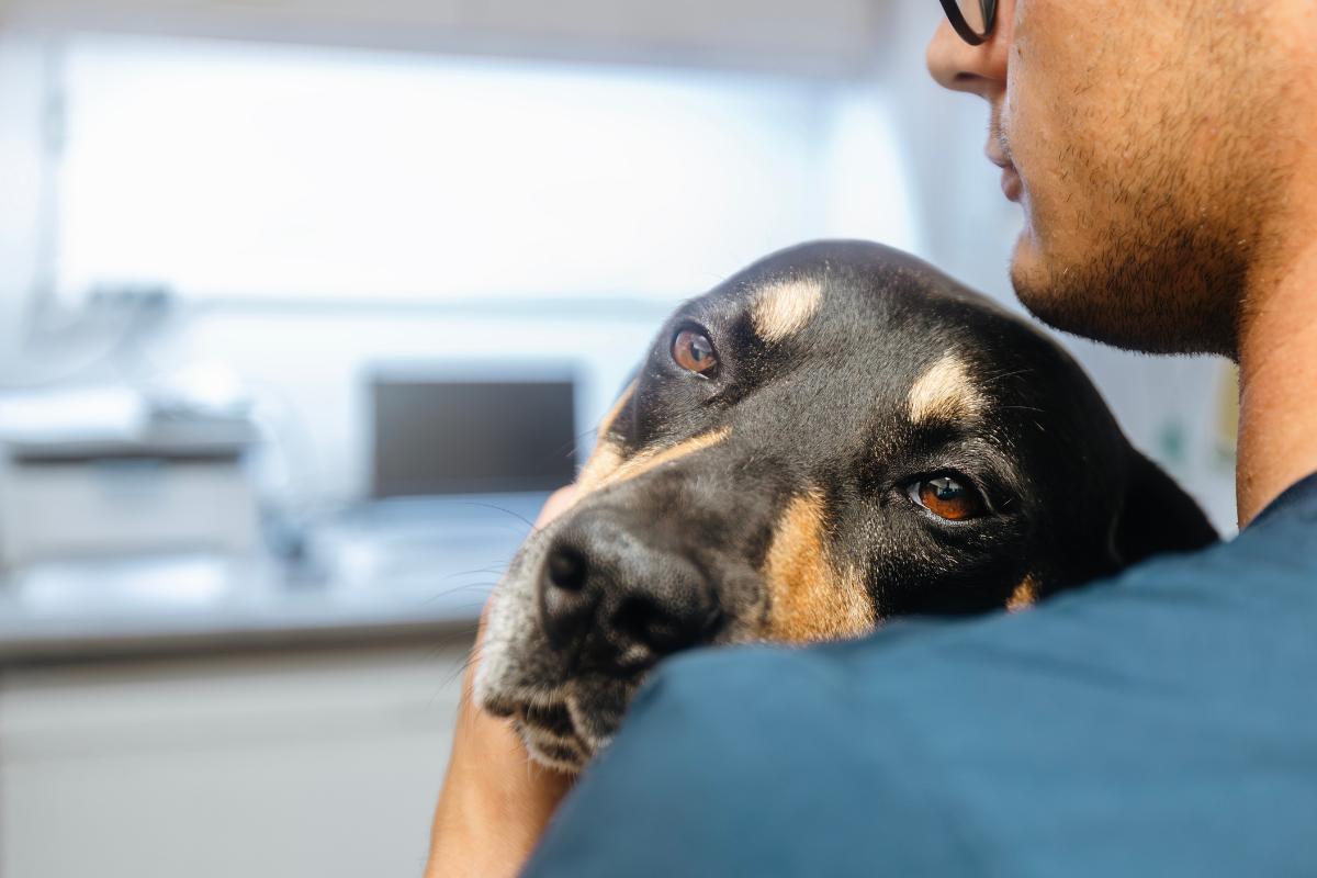 Ciprofloxacin for Dogs Usage, Dosage and Side Effects