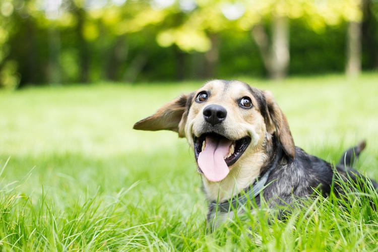The 10 Healthiest Dog Breeds - Large and Small
