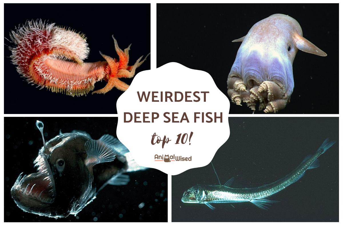 Top 10 Weirdest Deep Sea Fish - With Photos and Videos!