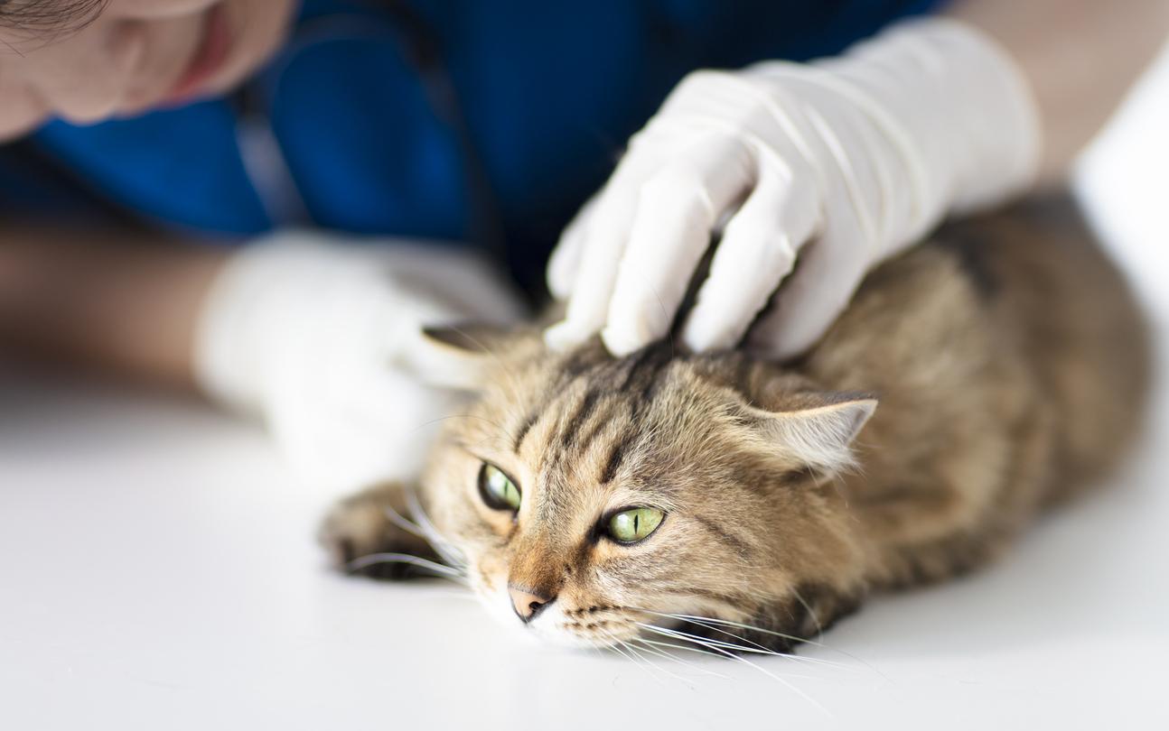 Triaditis in Cats - Causes, Symptoms and Treatment